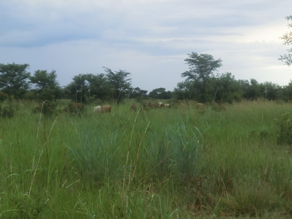 SEKE ROAD FARM FOR SALE: - ShonaHome
